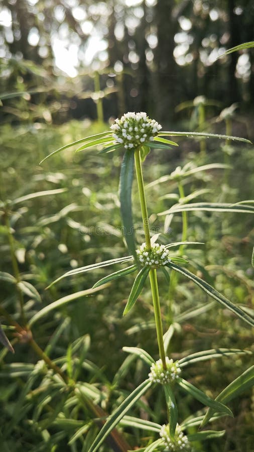 Bushy Mitracarpus Hirtus Wildflower Weed Growing by the Rural Pathway ...