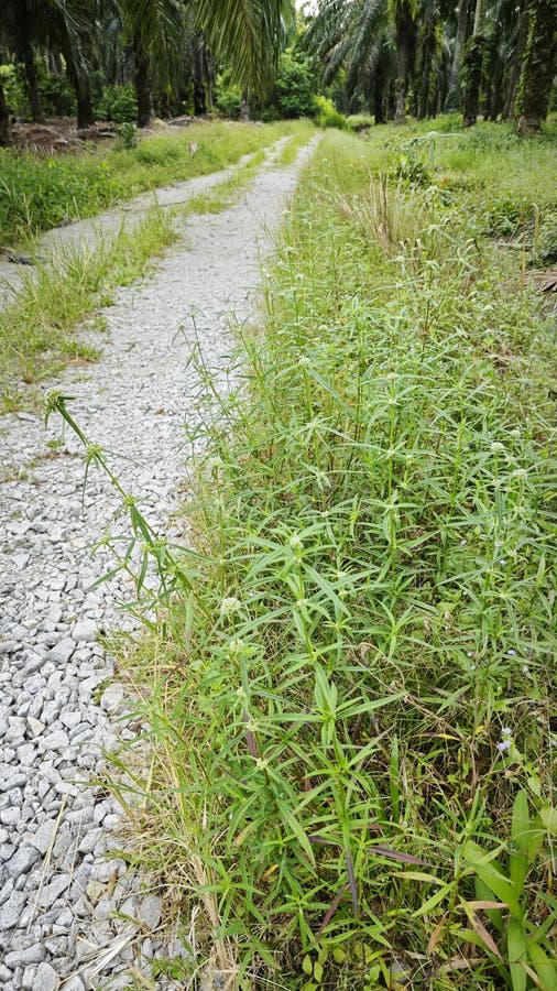 Bushy Mitracarpus Hirtus Wildflower Weed Growing by the Rural Pathway ...