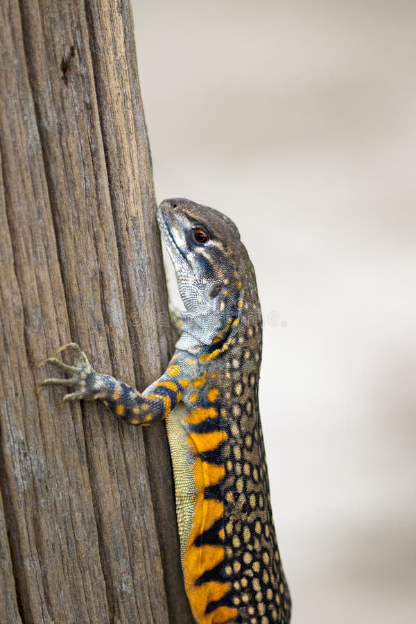Butterfly Agama or Small-scaled or Ground Lizard in the Burrow on the ...