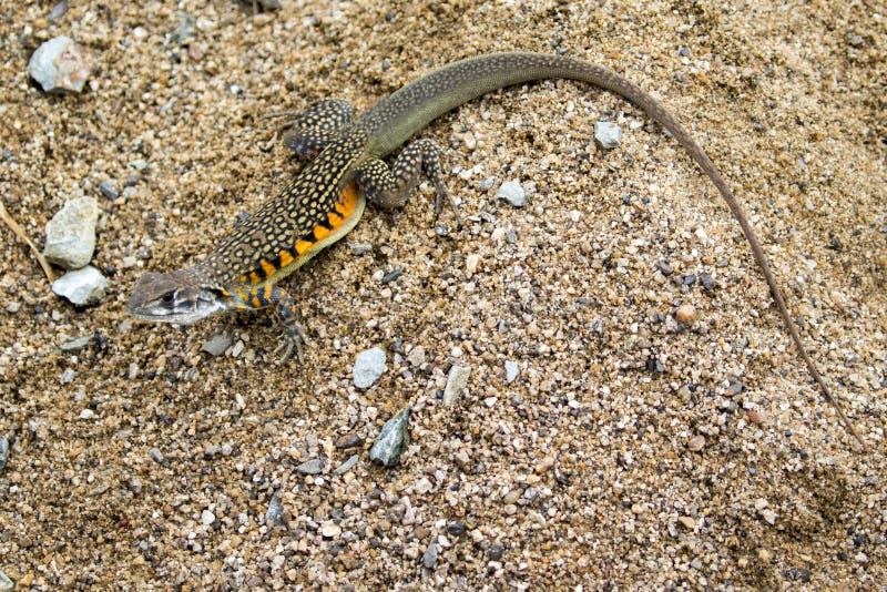 Image of Butterfly Agama Lizard Leiolepis Cuvier on the Sand. Stock ...