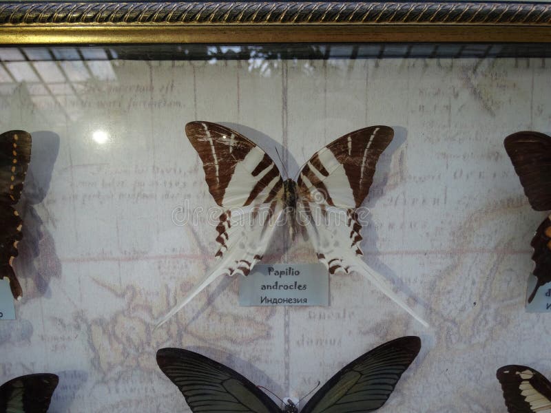 Image of a Butterfly Display with Specimens Mounted on a Board, Varying ...