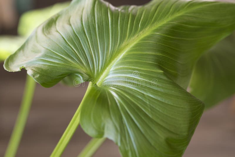 Image of Calla Leaf 2019 Background Stock Image - Image of blossom ...