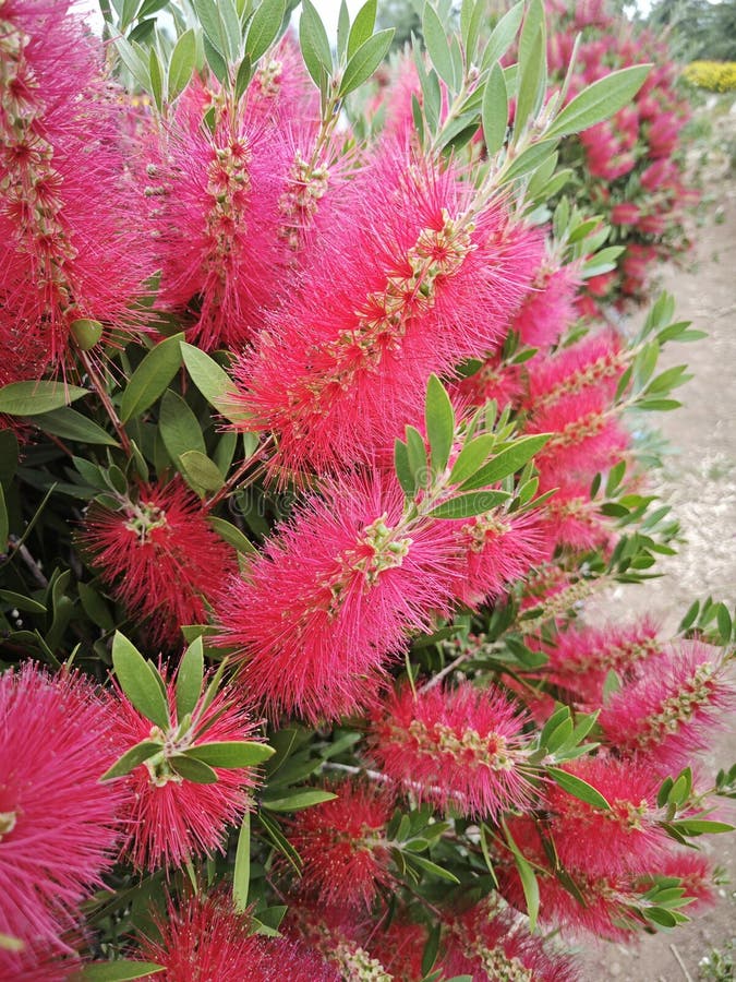 Callistemon Bottleneck Brush Flower Tree. Stock Photo - Image of bonsai ...