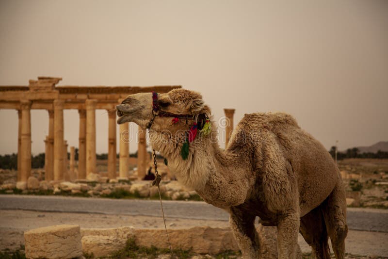 Syrian Camel Stock Photos - Free & Royalty-Free Stock Photos from ...