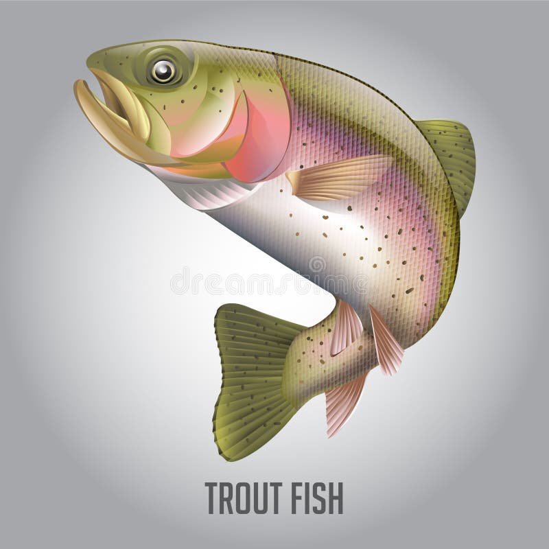 TROUT Vector Illustration stock vector. Illustration of brochure ...