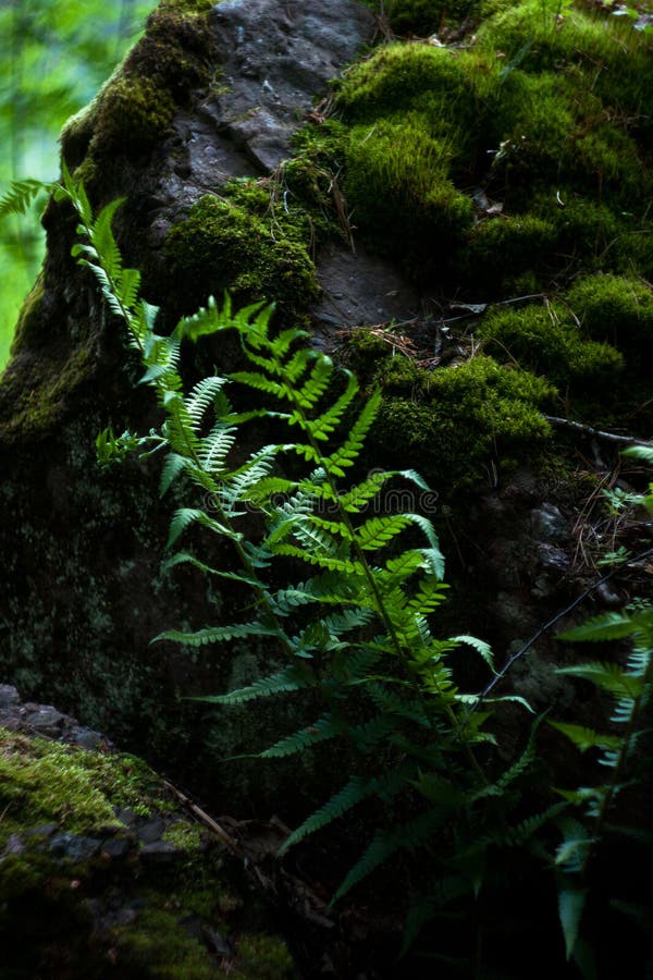 Tiny forest fern stock photo. Image of ridge, summer - 194671730