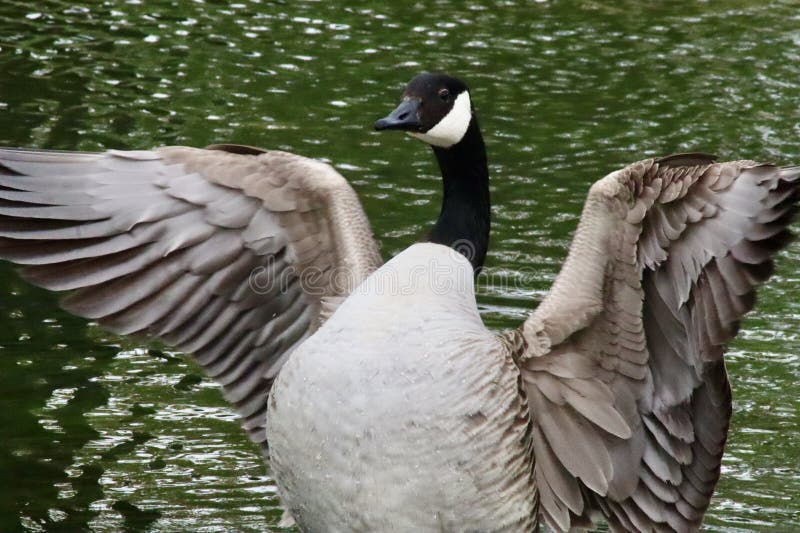 Canada Goose Flapping Its Wings Stock Image - Image of mallard ...