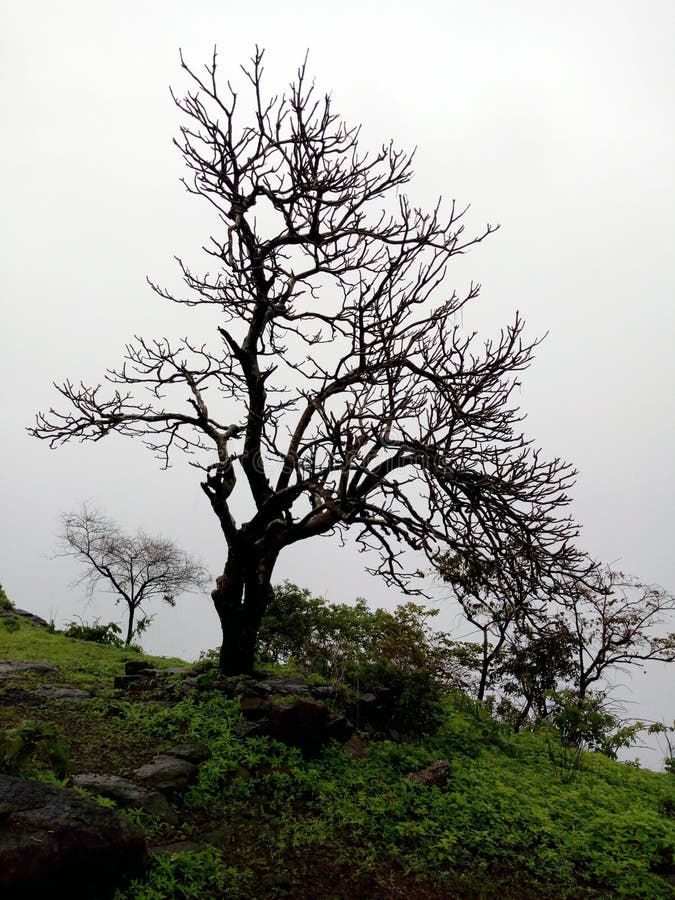Tree on Top of the Mountain Stock Image - Image of capture, beauty ...