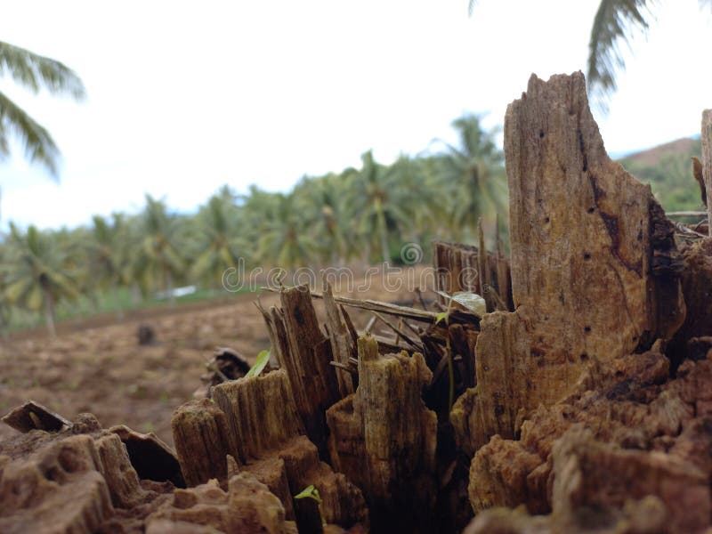 Image Capture of the Inside of the Wood Collapsing by Itself Stock ...