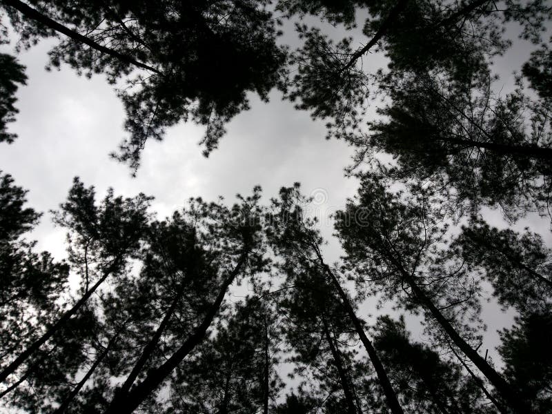 Image Capture of Tree Silhouettes in a Pine Forest Stock Photo - Image ...