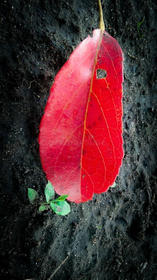 Nature Red Leaf Portrait Wallpaper Stock Image - Image of outside ...