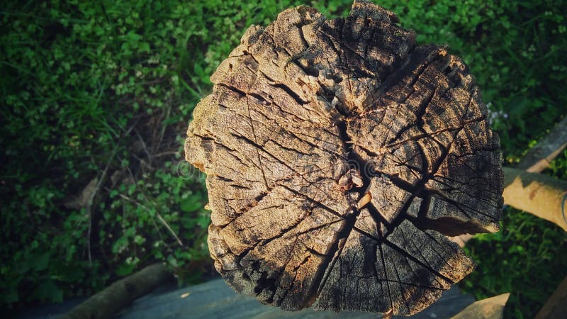 Top view of cutting log stock photo. Image of view, brown - 116969008