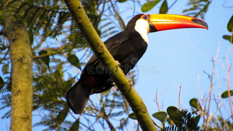 Toucan Resting on Tree Branches Stock Photo - Image of orange, toucan ...