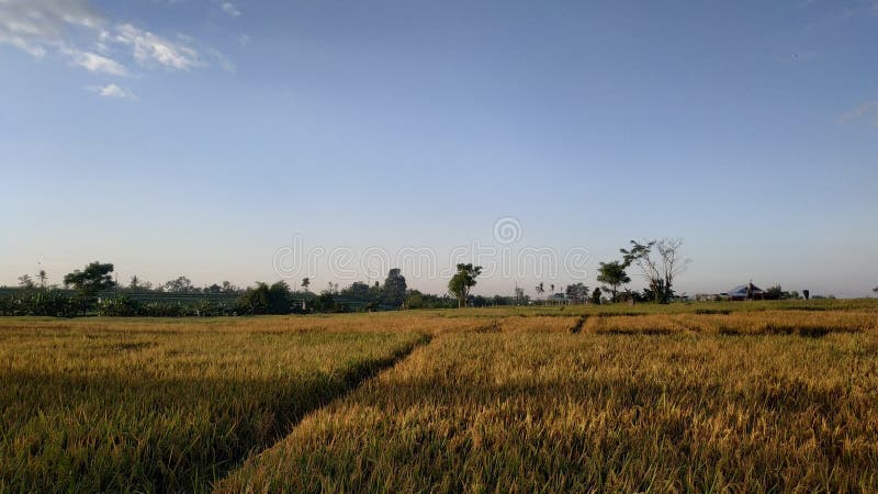 Rice Paddies Damaged by Strong Winds Stock Image - Image of development ...