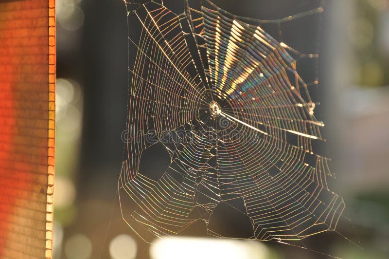 Sunlight through a Spider Web Stock Image - Image of line, insect ...