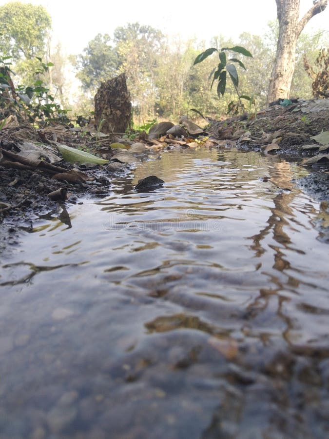 Tranquil Stream Flowing through a Forest Scene. Stock Photo - Image of ...