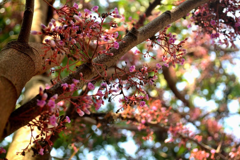 Starfruit Tree or Averhoa Blimbi Photos Stock Image - Image of blimbi ...