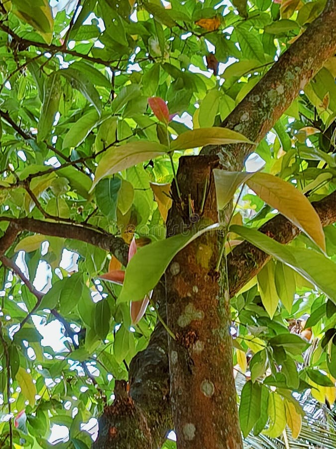 The Image Captures a Close-up View Looking Up into the Canopy of a Tree ...