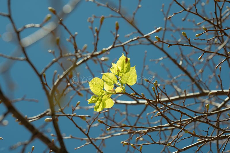 New Beginnings: Fresh Spring Buds Against Blue Sky Stock Photo - Image ...