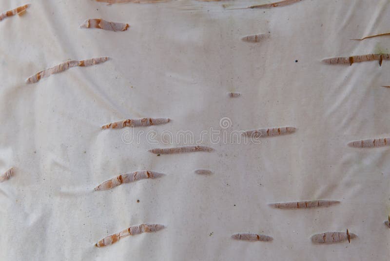 Detailed View of White Birch Tree Bark Showcasing Its Unique Texture ...