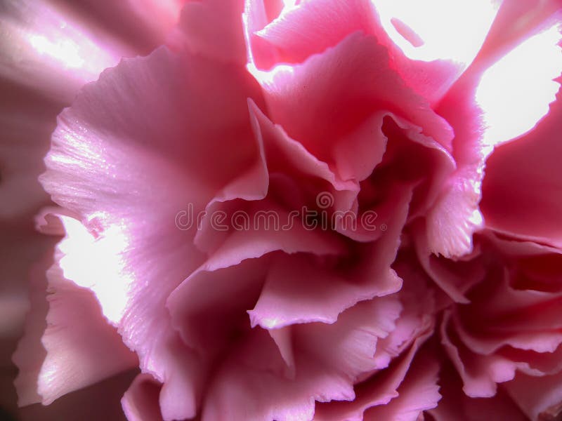 Velvet Whispers: the Elegance of a Carnation Stock Photo - Image of ...