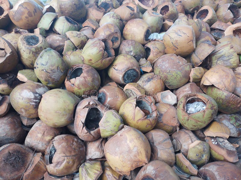 The Lifecycle of Coconuts: from Nourishment To Nature’s Return Stock ...