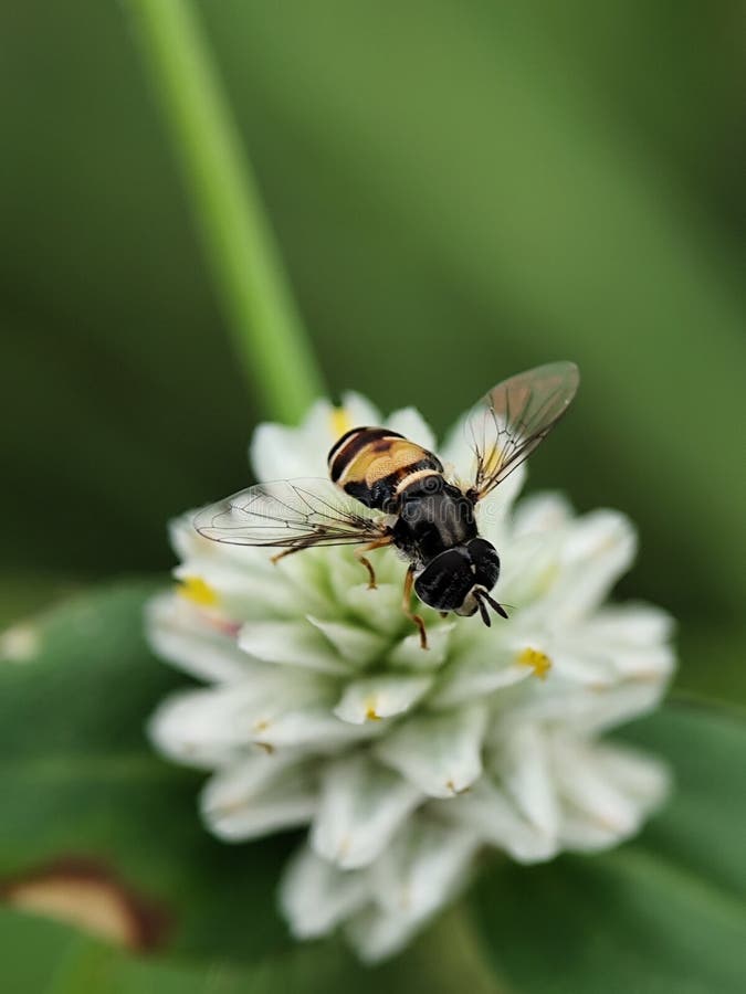 This Image Captures a Hoverfly, Likely Eristalis Tenax & X28;the Drone Fly& X29; Stock Photo ...