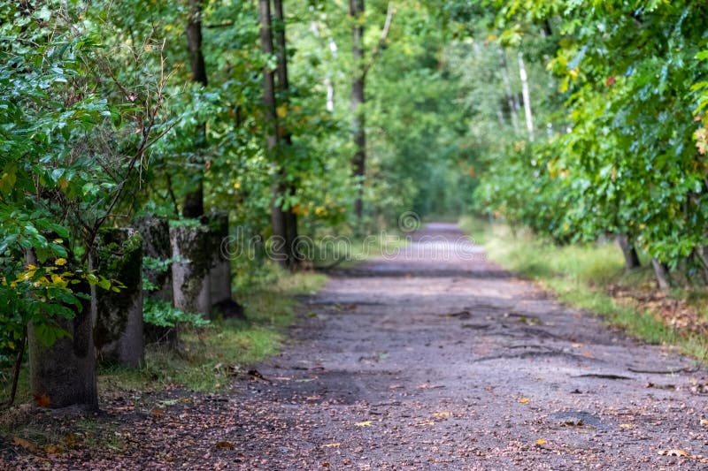 A Stroll Down Memory Lane: Forest Pathway Stock Image - Image of stroll ...