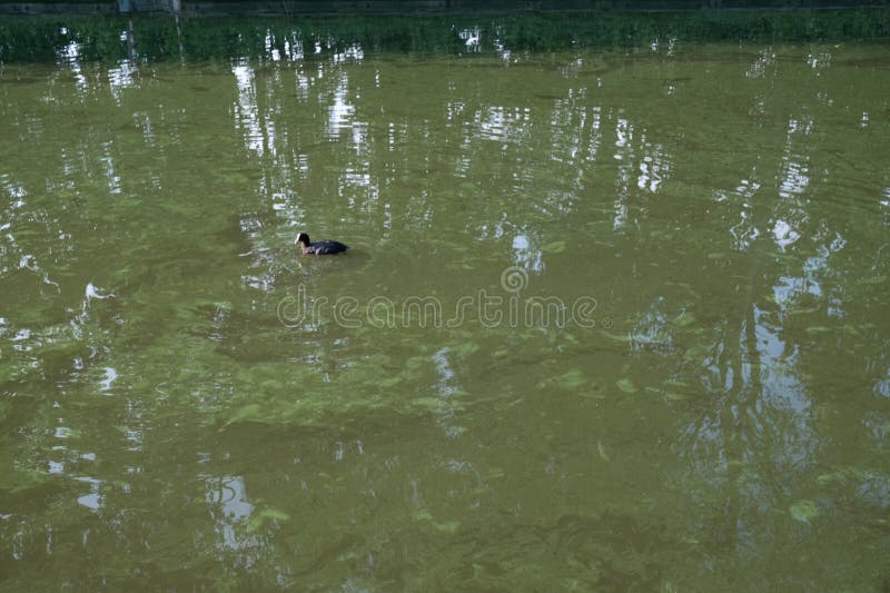 Duck Swimming in Algae-Infested Waters Stock Photo - Image of natural ...