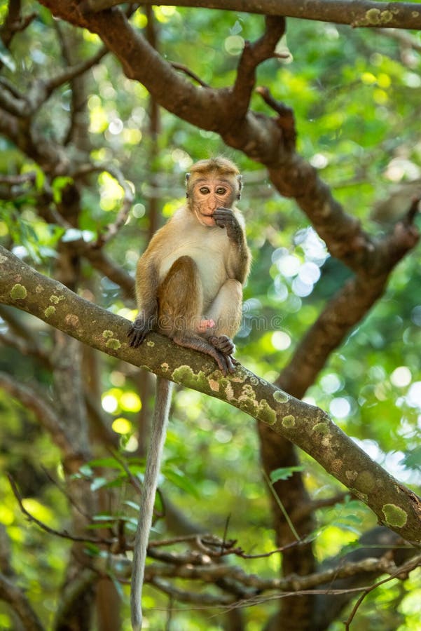 A Monkey Lying on a Tree Branch in a Dense Forest in Trincomalee, Sri Lanka Stock Photo - Image ...