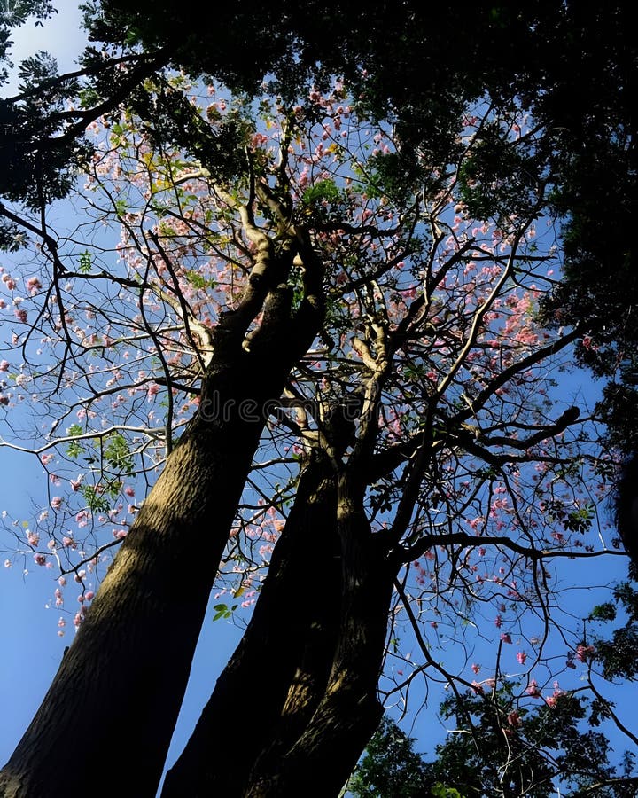 Looking Up at Forest Canopy with Green Leaves and Pink Blossoms Stock ...
