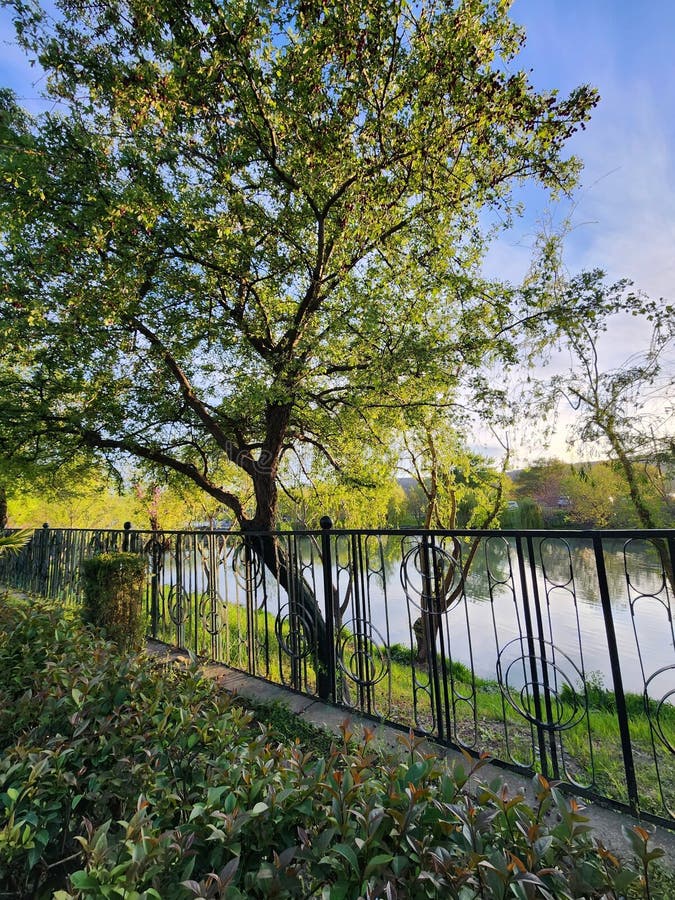 Tranquil Riverside Tree Scene, Tbilisi, Georgia Stock Image - Image of ...