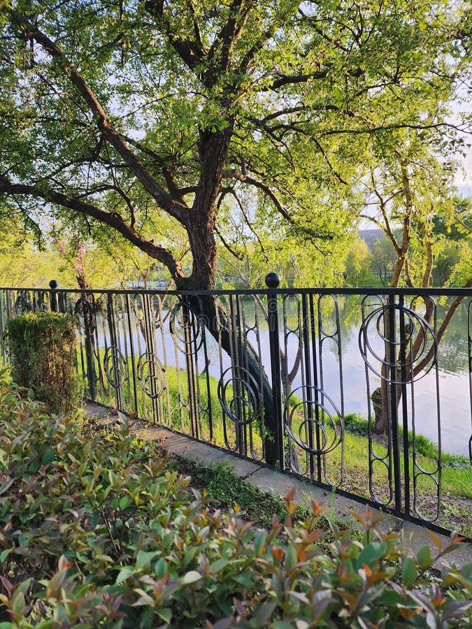 Tranquil Riverside Tree Scene, Tbilisi, Georgia Stock Photo - Image of ...