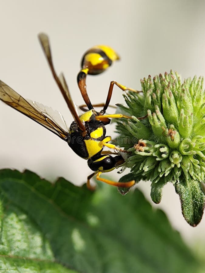 This Image Captures a Potter Wasp, Likely Delta Unguiculatum Stock ...