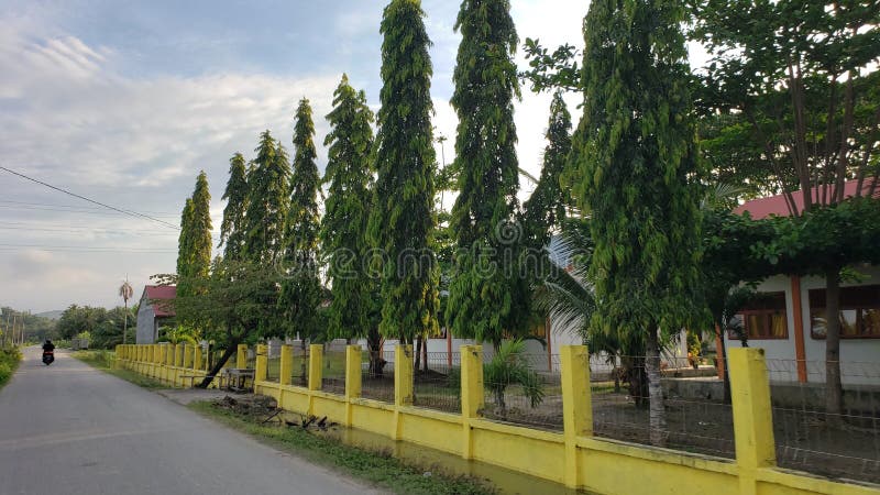 A Roadside View of Tall Trees and a Yellow Fence in a Tropical Setting ...