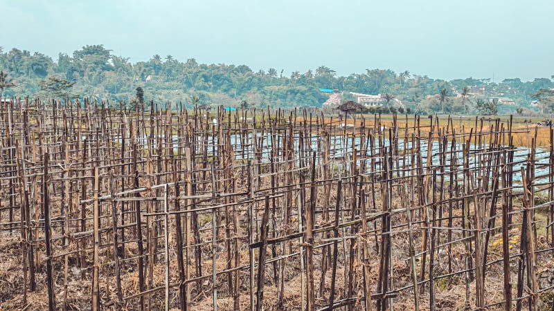 969 Traditional Fish Farming Agriculture Stock Photos - Free & Royalty ...