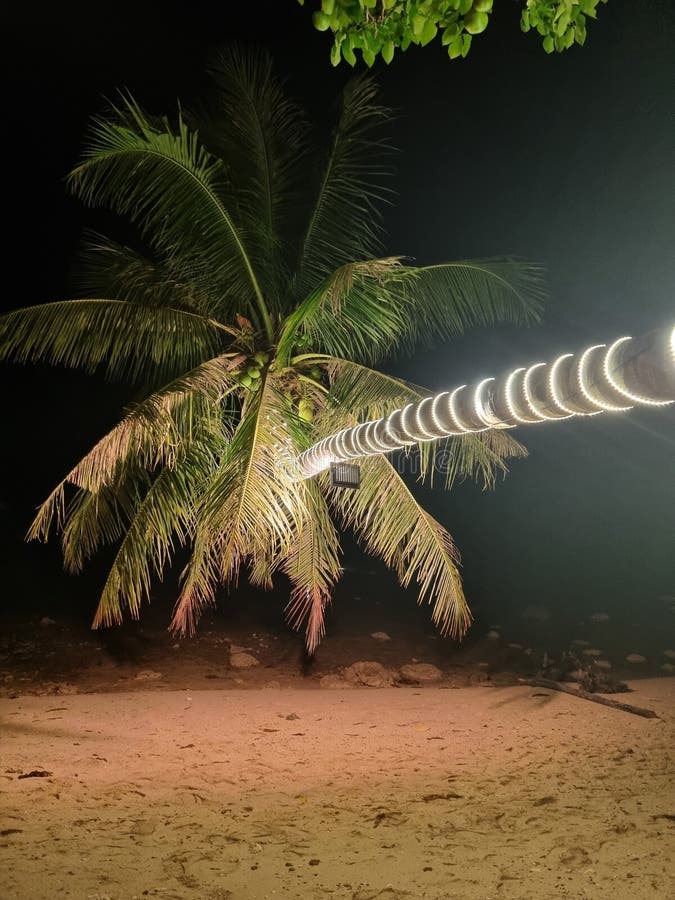 Fallen Palm Tree with Glowing Lights on the Trunk at Night Stock Image ...