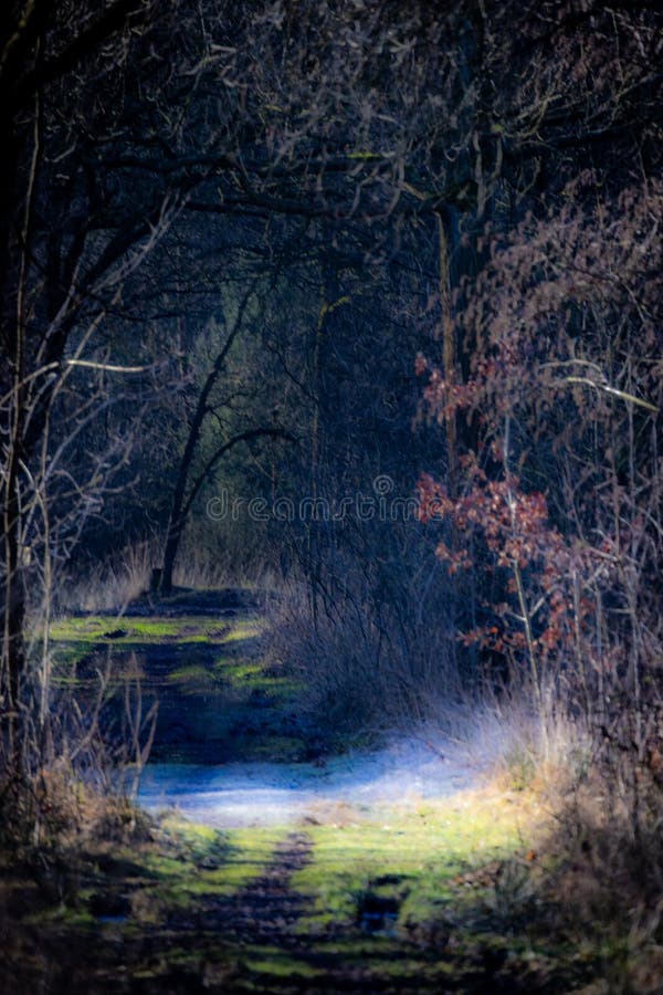 Enchanted Winter Pathway in a Woodland Grove Stock Image - Image of ...