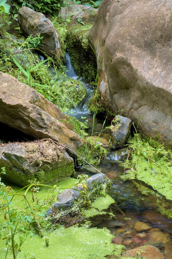 This Image Captures a Serene Stream Flowing between Moss-covered Rocks ...