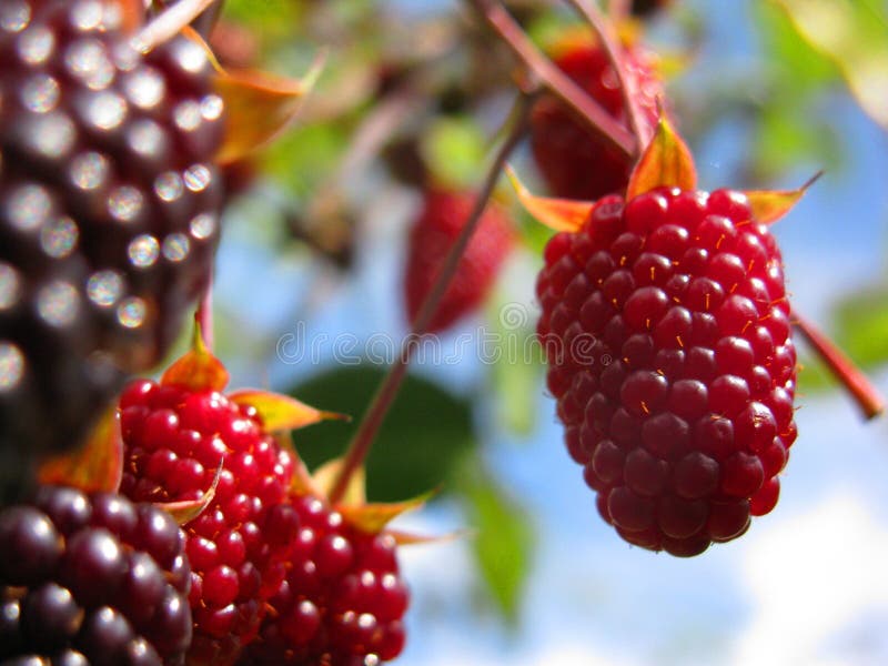 Blackberry on a Tree with Green Leaves Stock Photo - Image of berry ...