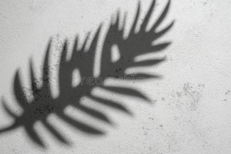 Shadow of a Fern Leaf Cast on a Textured White Wall during Daylight ...