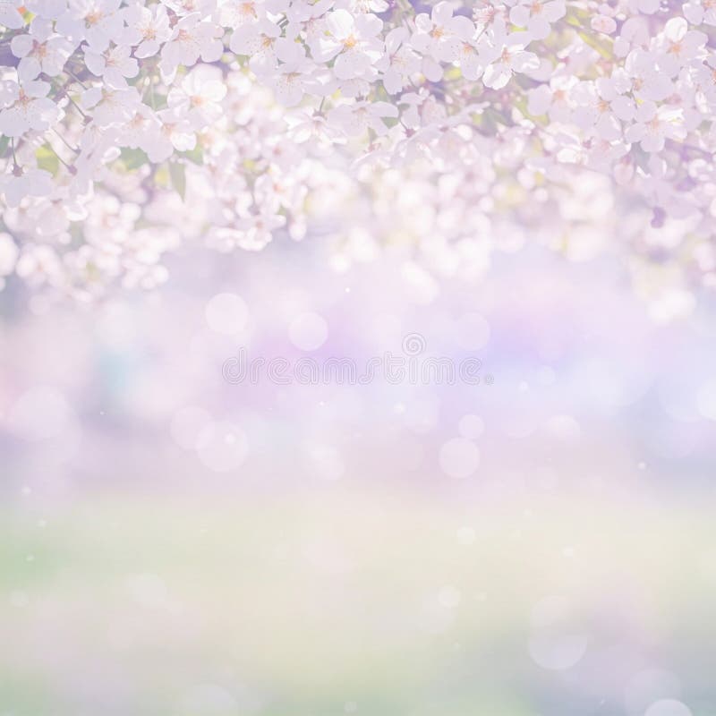 Gentle Springtime: White Blossoms and Soft Bokeh Stock Illustration ...