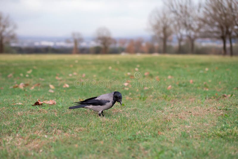 Lone Crow Foraging in the Field Stock Photo - Image of environmental ...