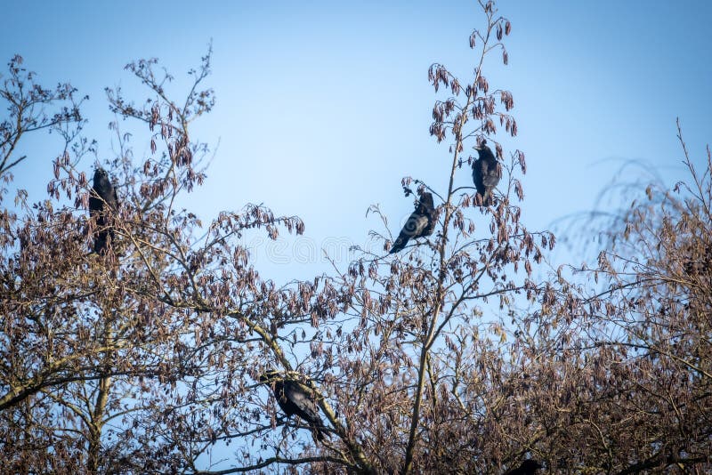 Crows Perched in Wintery Tree Branches Stock Image - Image of wildlife ...