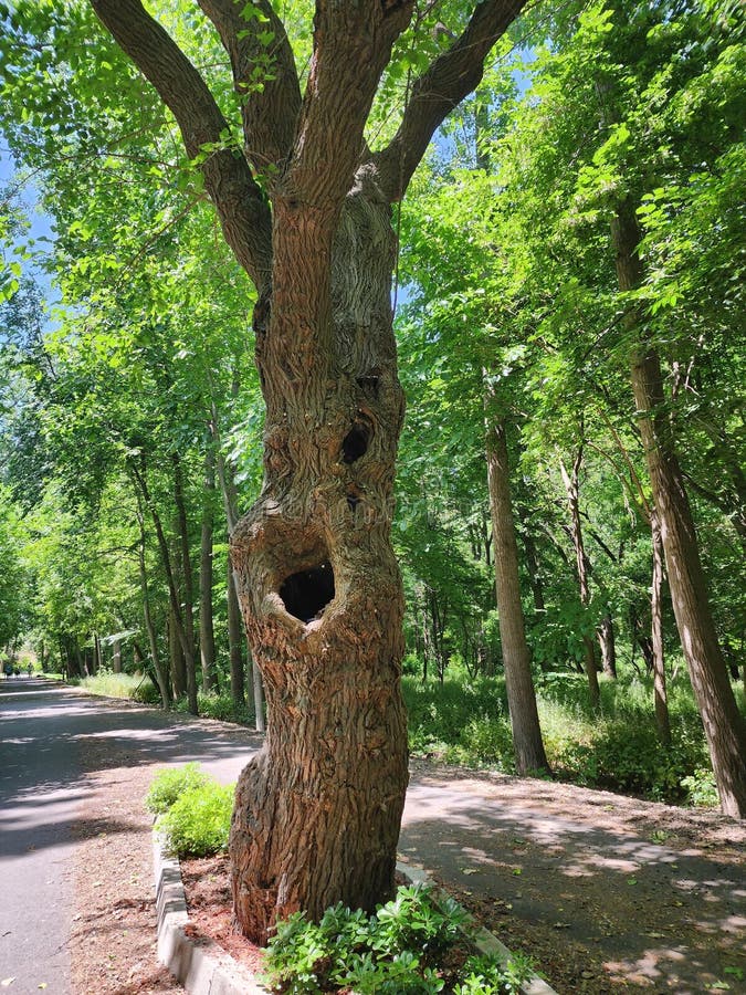 Serene Forest Scene - Tree with a Hollow Stock Photo - Image of tall ...
