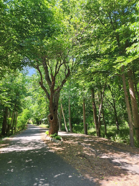 Serene Forest Scene - Tree with a Hollow Stock Image - Image of tree ...