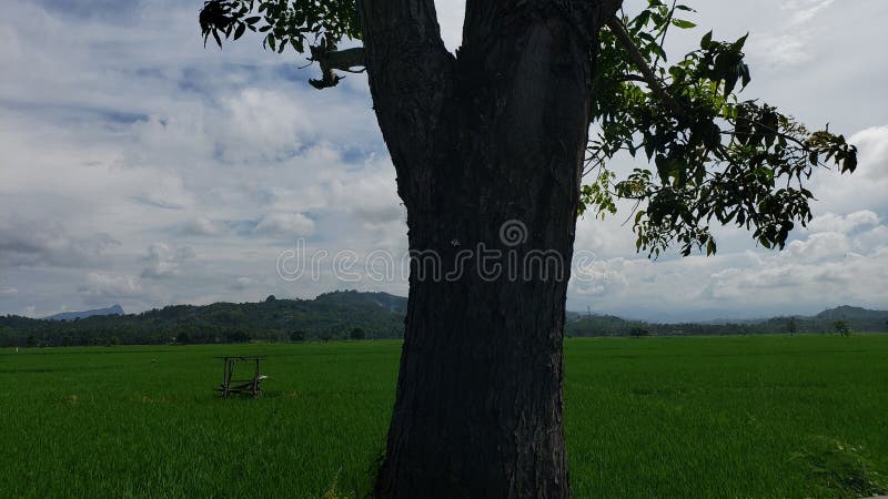 A Tree Trunks Perspective of a Lush Green Paddy Field Under a Cloudy ...