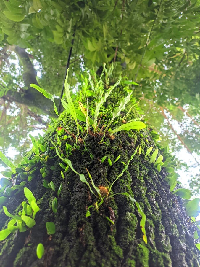 The Image Captures the Trunk of a Tree Covered in Green Moss and Small ...