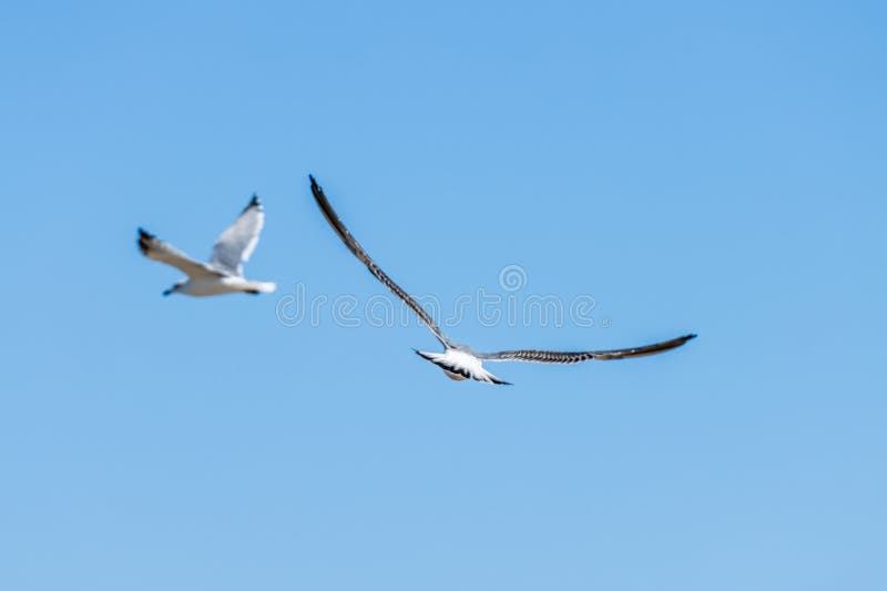 Two Seagulls in Flight Against Clear Blue Sky Stock Photo - Image of ...