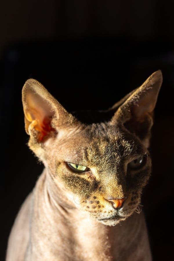 Contemplative Don Sphynx Cat In Dramatic Lighting Stock Image Image Of Facial Features 312611419